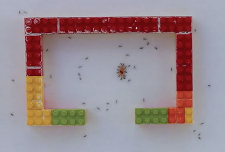 Ants Never Have Traffic Jams: What We Can Learn About Collective ...