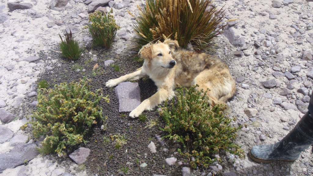 Plant a Garden Under A Glacier – Science Buffs